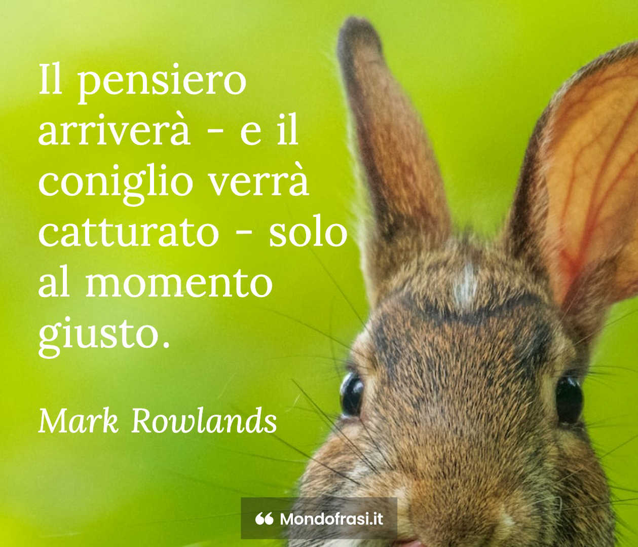 Frasi il lupo e il filosofo: le migliori 20 del libro di Mark Rowlands.
