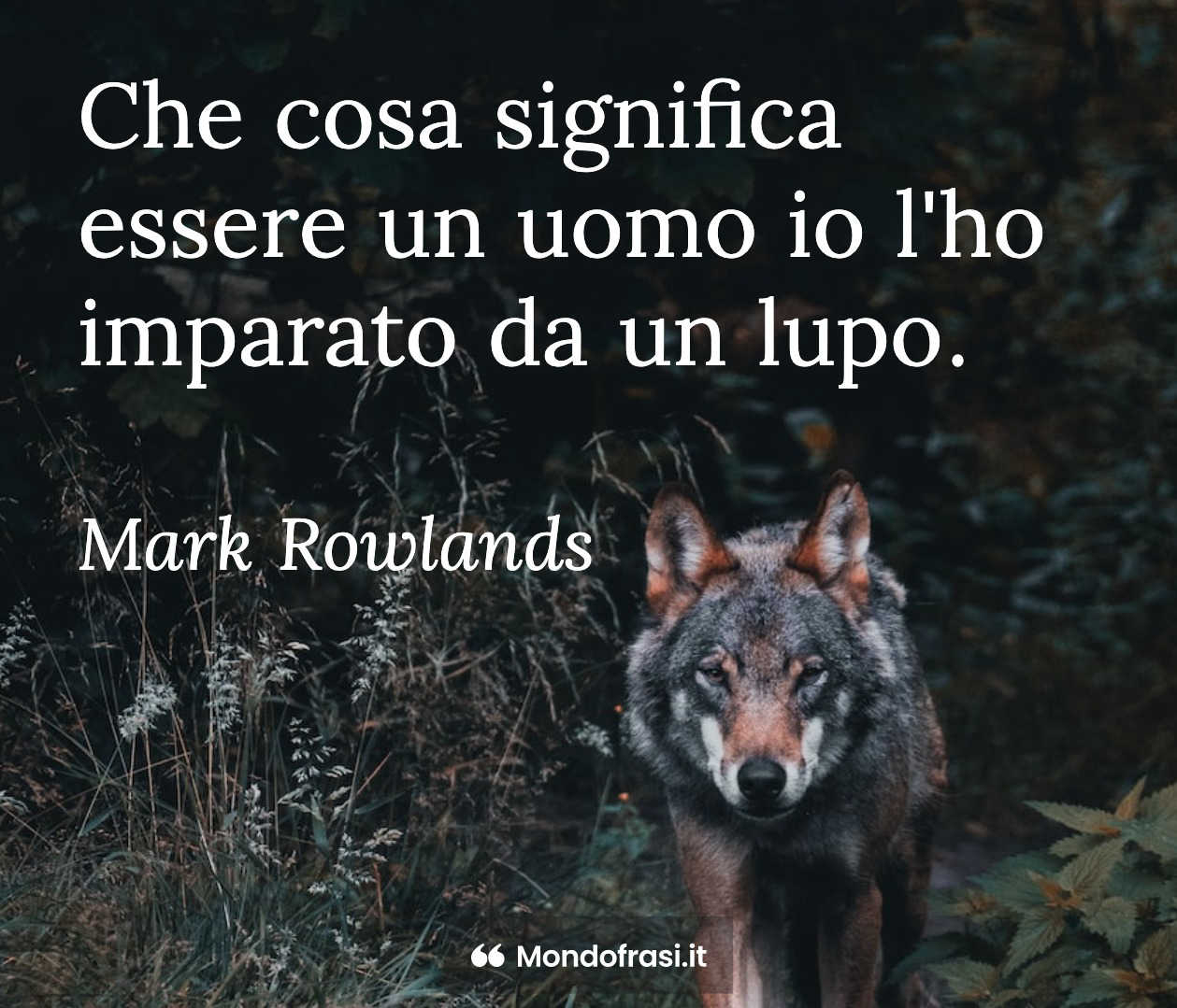 Frasi il lupo e il filosofo: le migliori 20 del libro di Mark Rowlands.